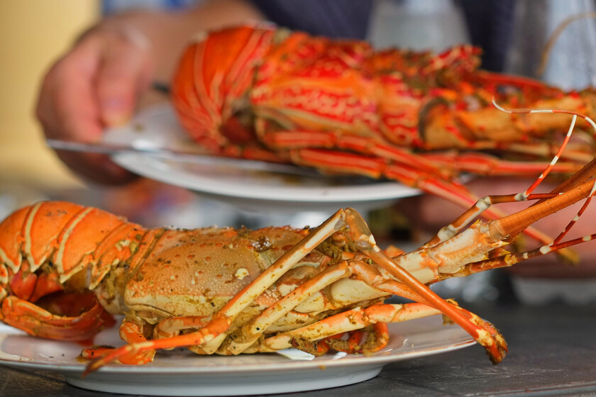 Types de homard: De délicieux fruits de mer tout au long de l'année ...